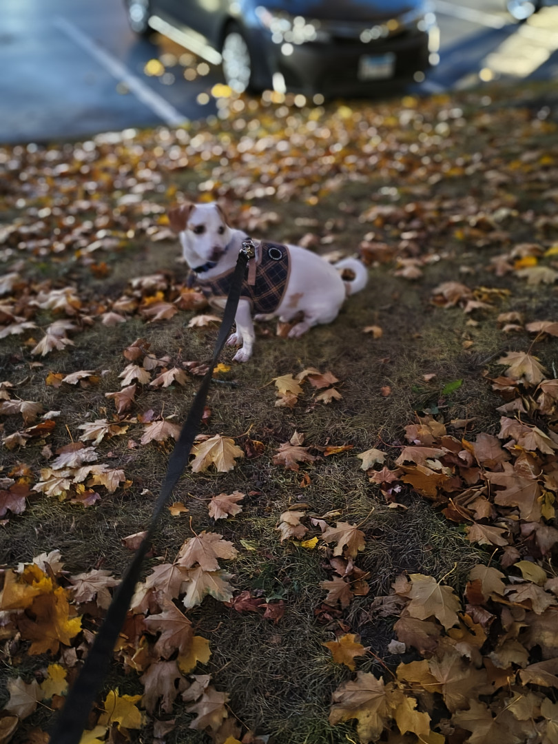 Winston Frasier | America's Favorite Pet