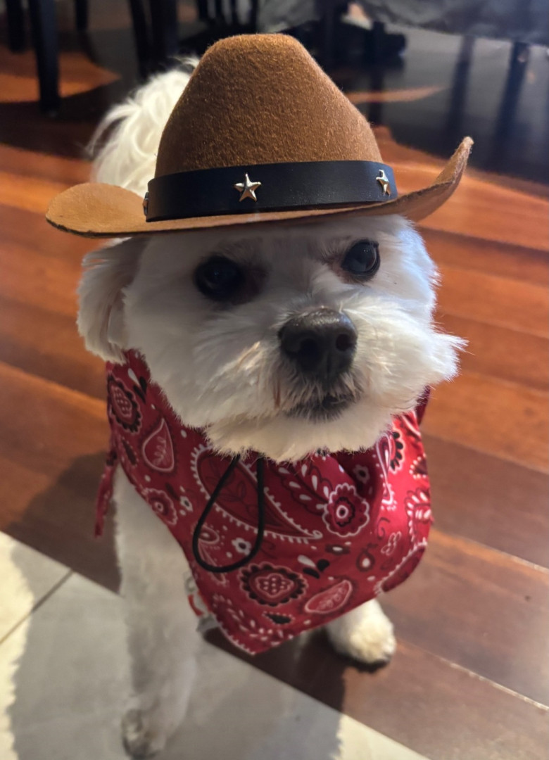 FINN | America's Favorite Pet