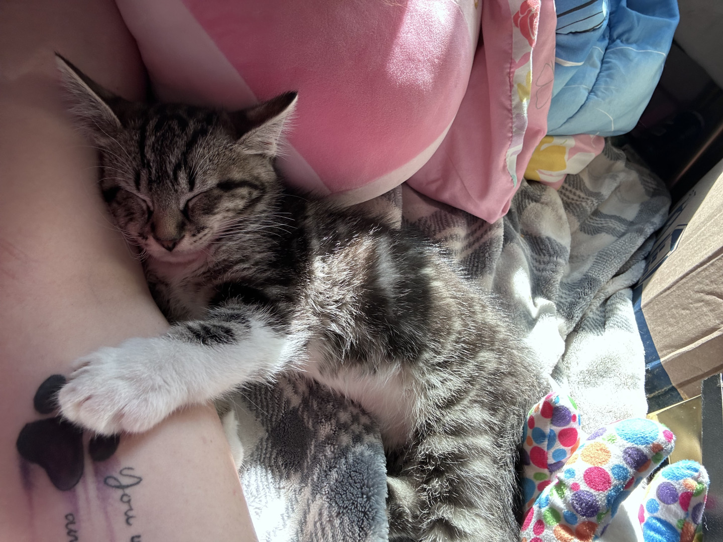 Bear | America's Favorite Pet