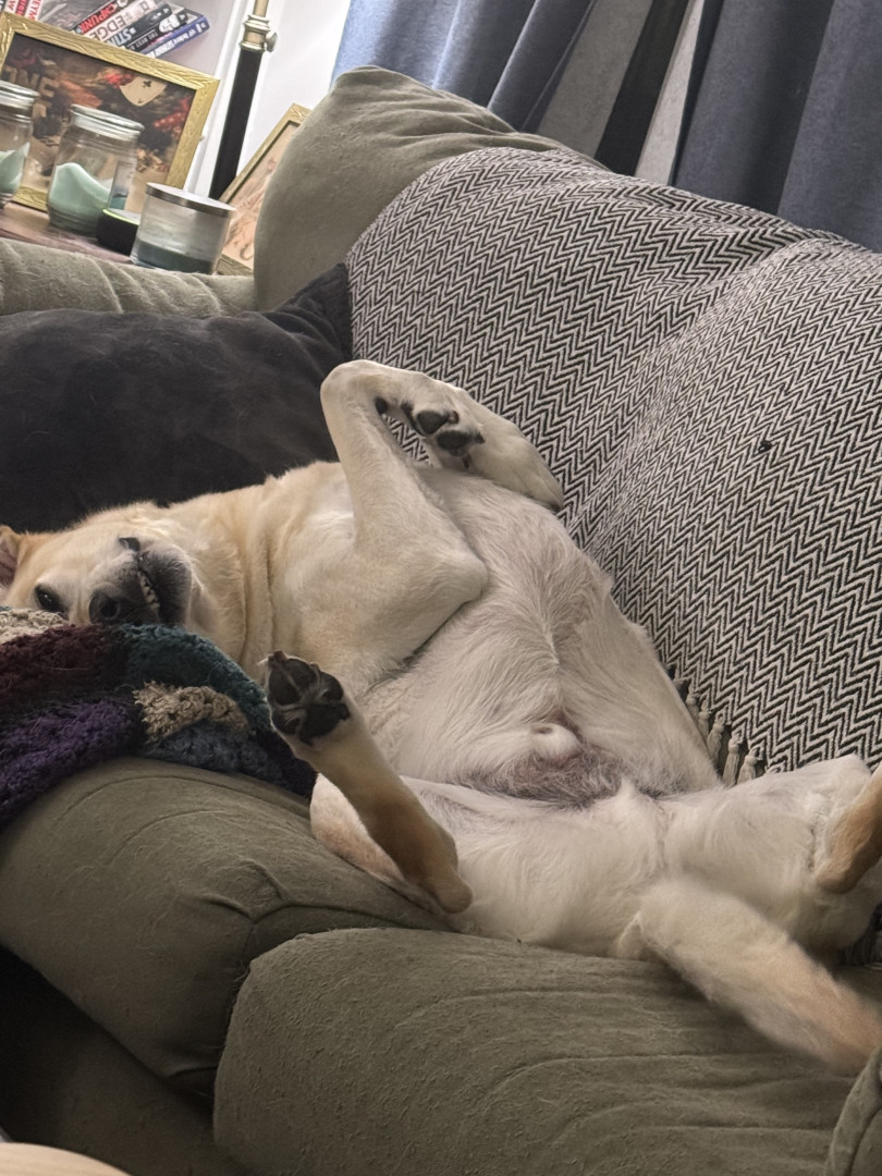 Nicholas | America's Favorite Pet