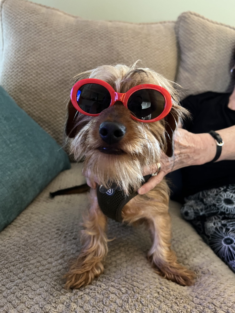 Atlas | America's Favorite Pet