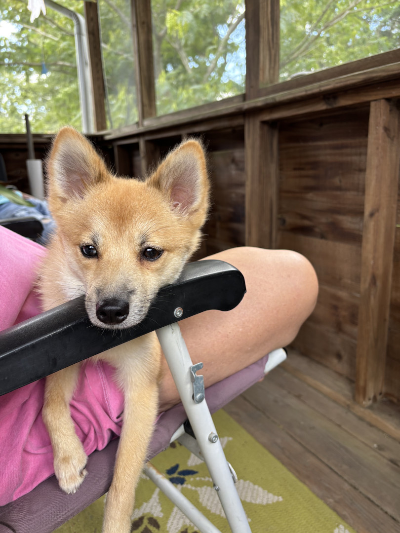 Atlas | America's Favorite Pet