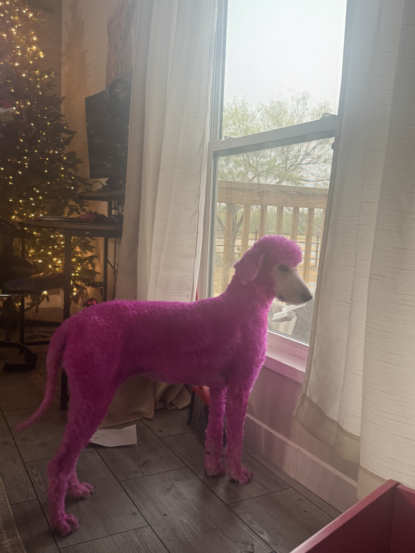 Penelope | America's Favorite Pet