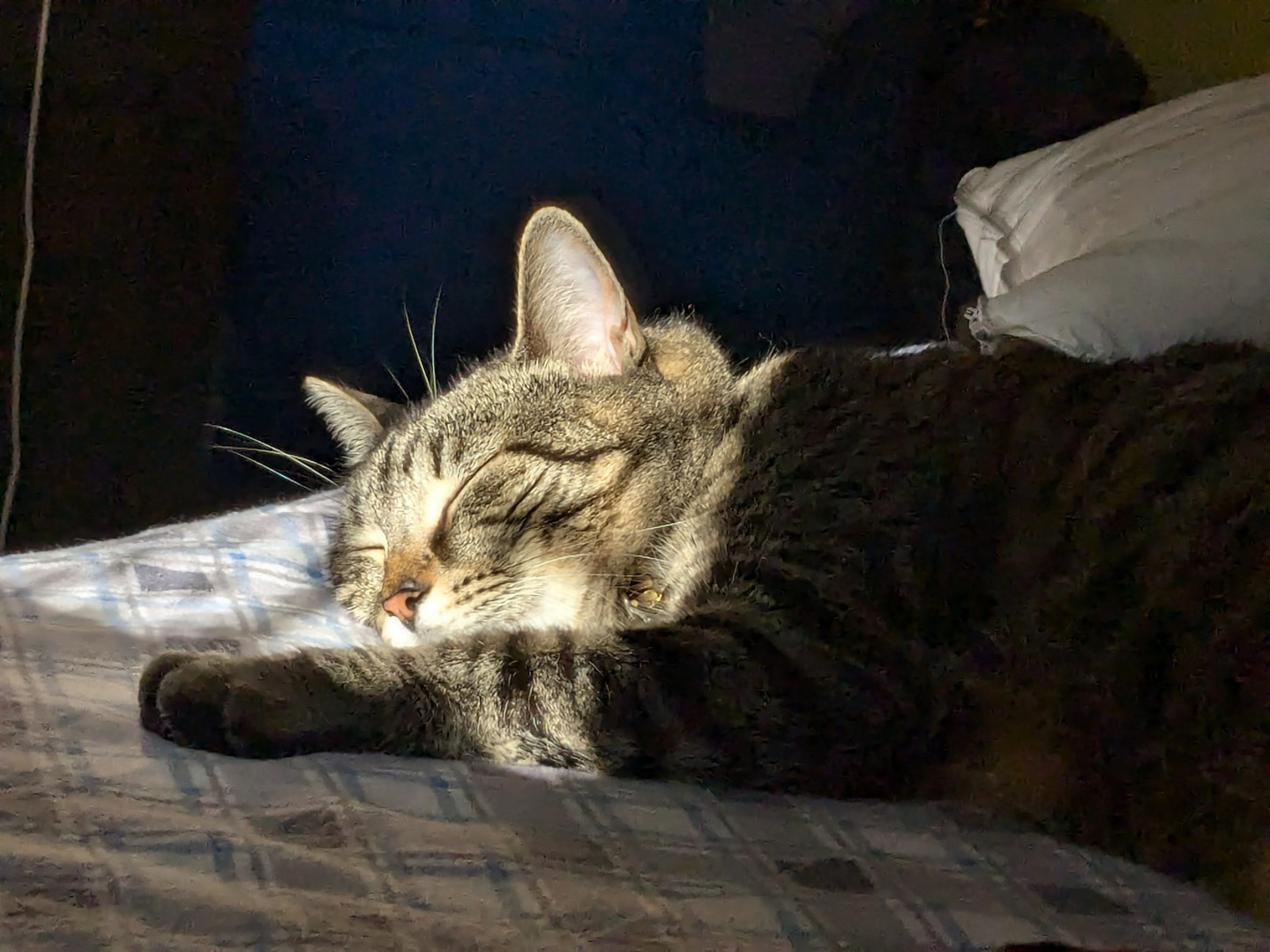 Sage | America's Favorite Pet