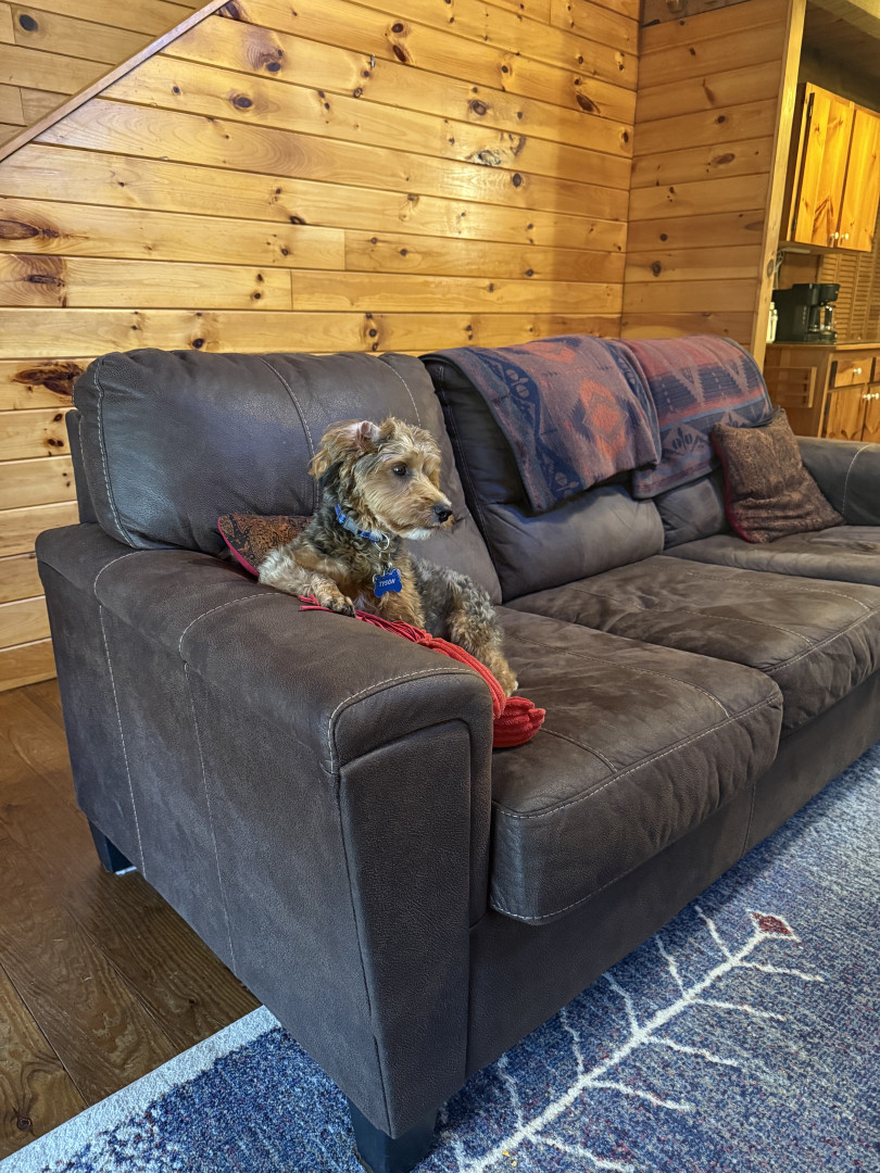 Tyson Cooper Adams | America's Favorite Pet