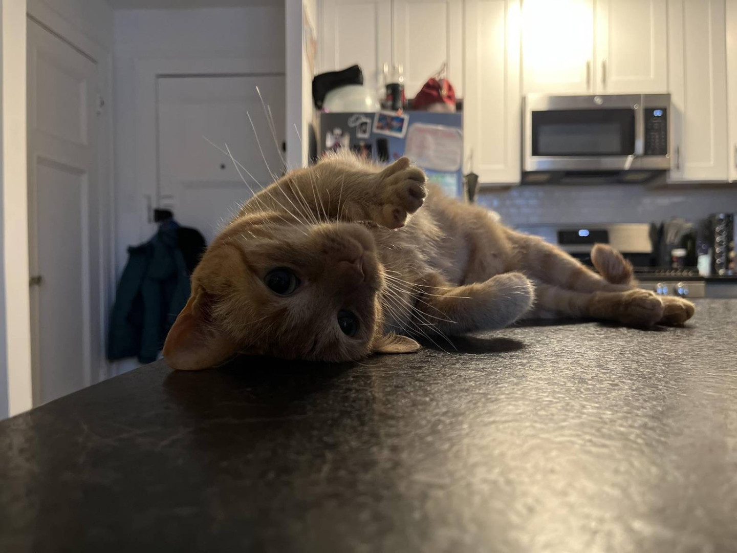 Edsel | America's Favorite Pet