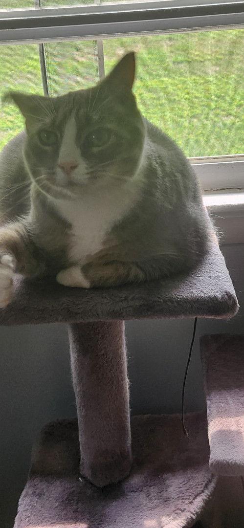 Moxie | America's Favorite Pet