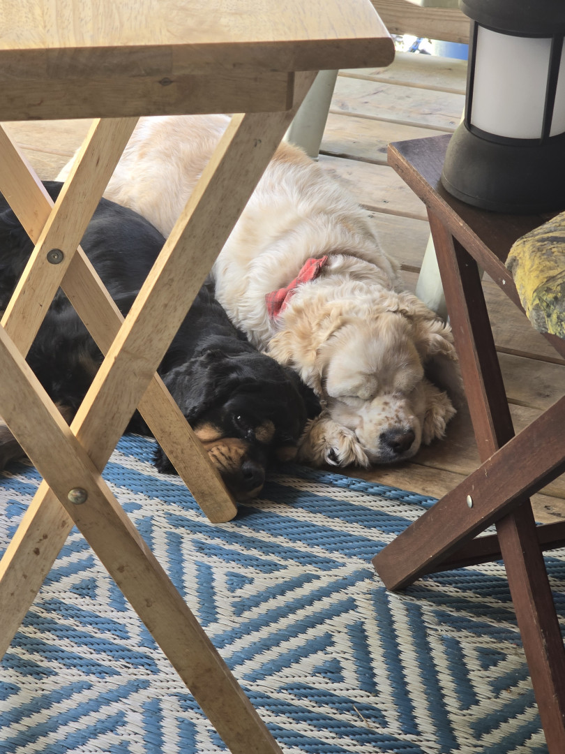 Dakota | America's Favorite Pet