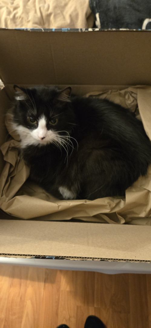 Lady Sif | America's Favorite Pet