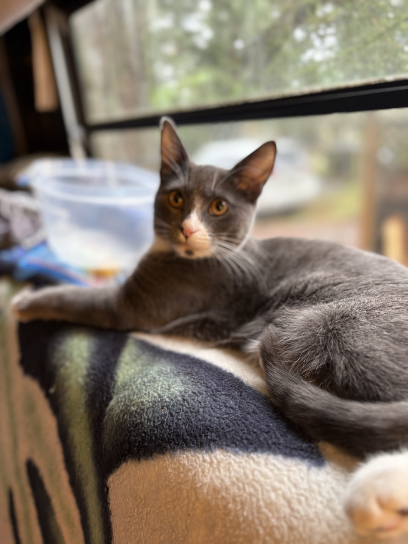 Helios | America's Favorite Pet