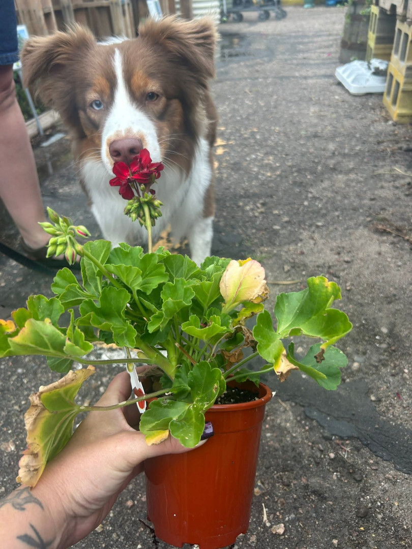 Rip | America's Favorite Pet