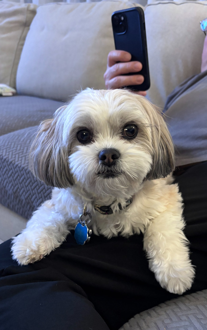 Lola | America's Favorite Pet