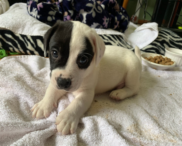 America's Favorite Pet