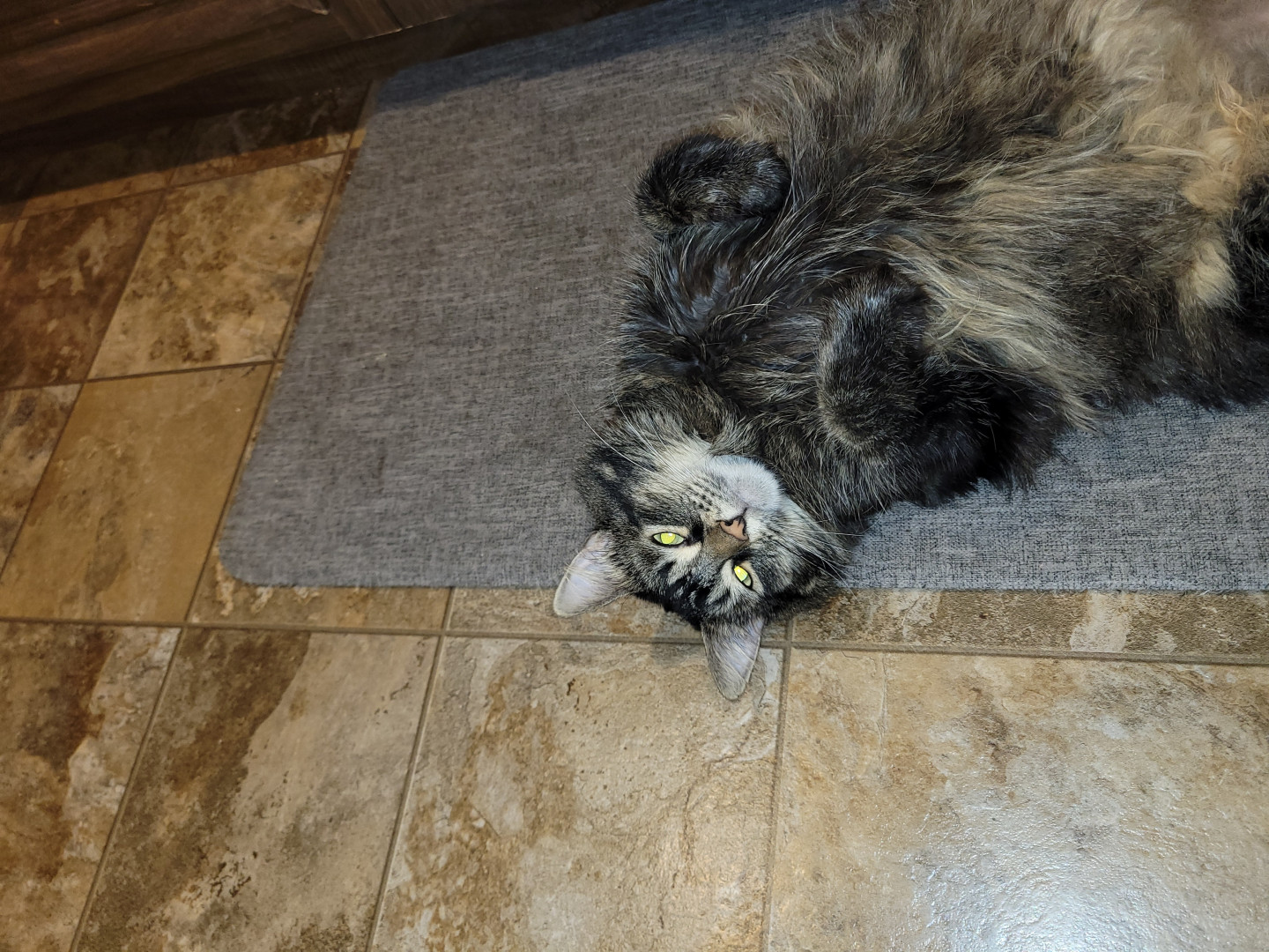 Fiona | America's Favorite Pet