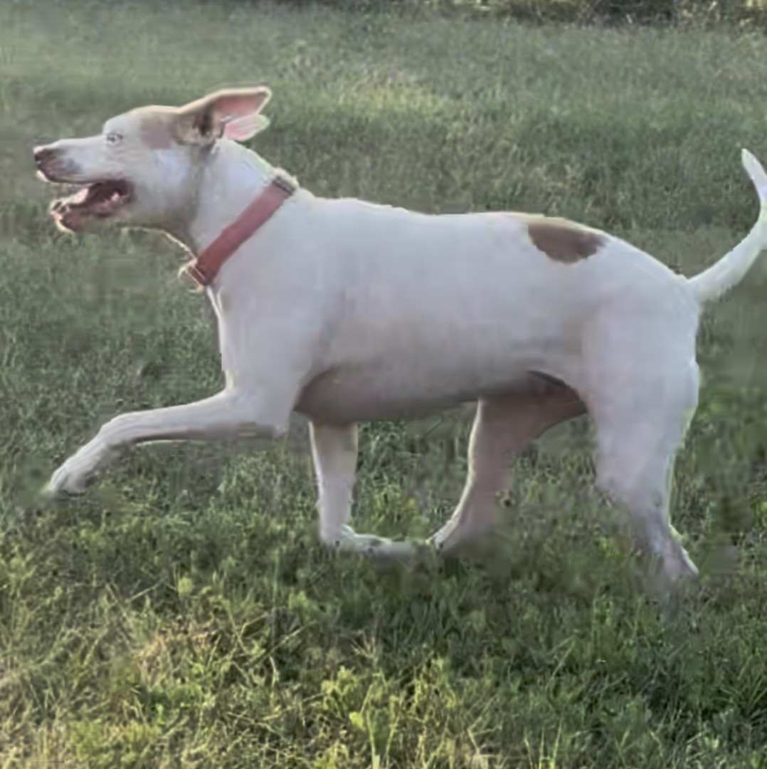 Chyna | America's Favorite Pet