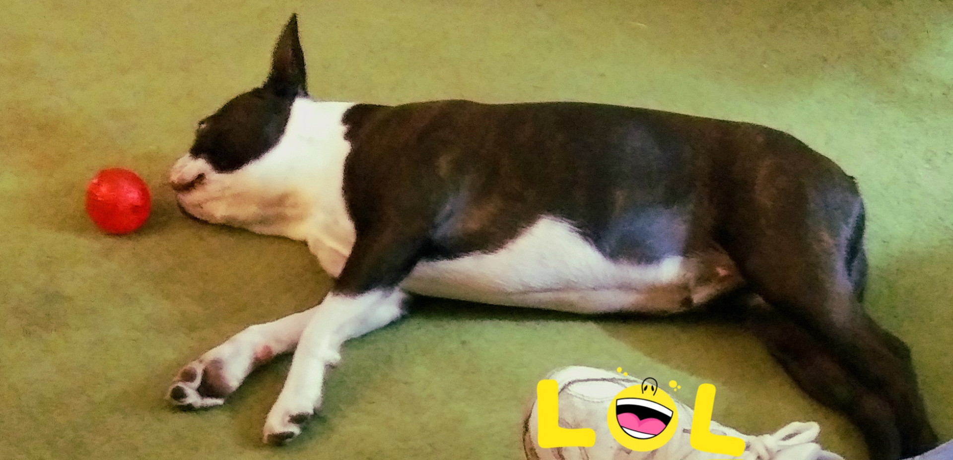 Jax | America's Favorite Pet