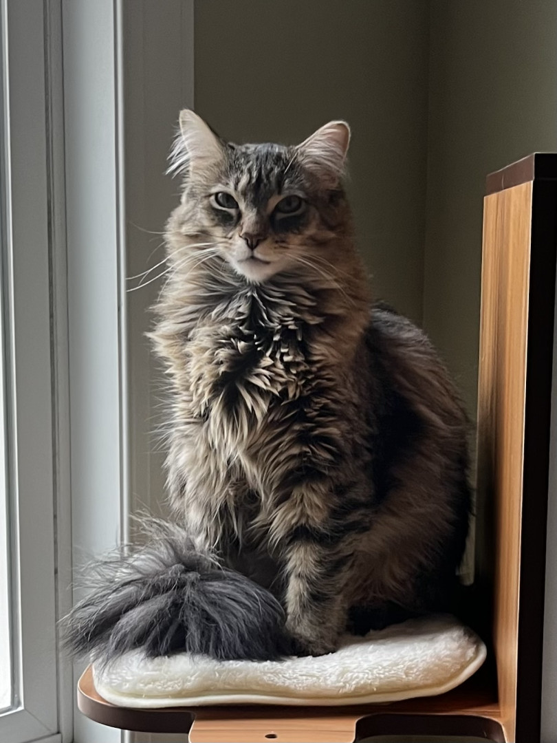 Rudy | America's Favorite Pet