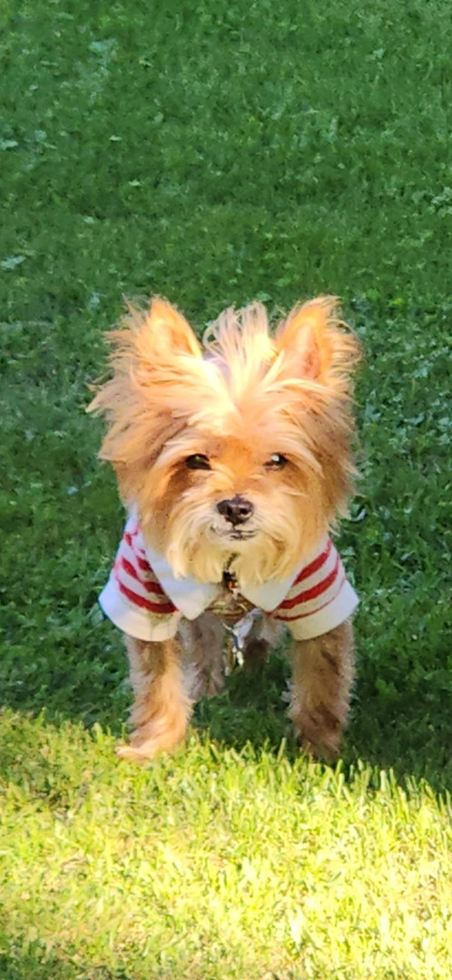 PAUL JR JR | America's Favorite Pet