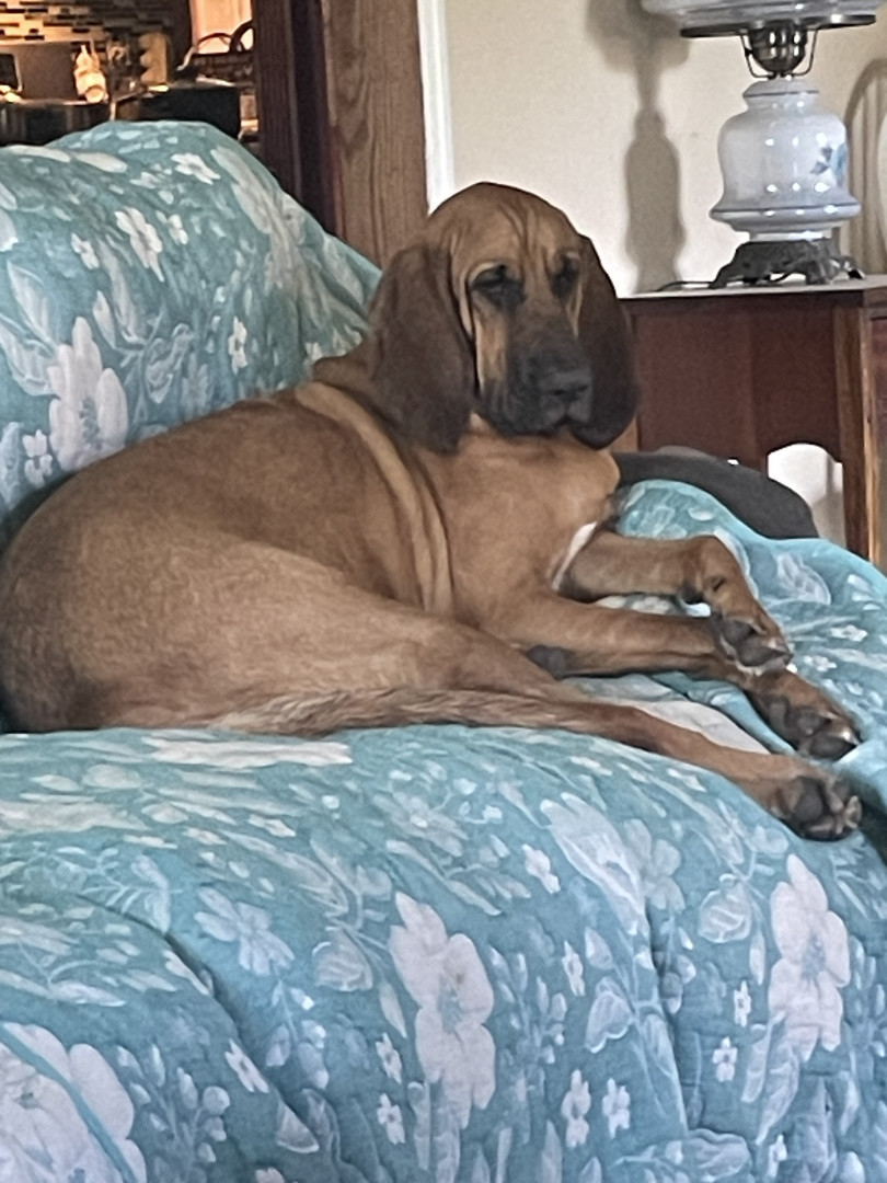 Daisy | America's Favorite Pet