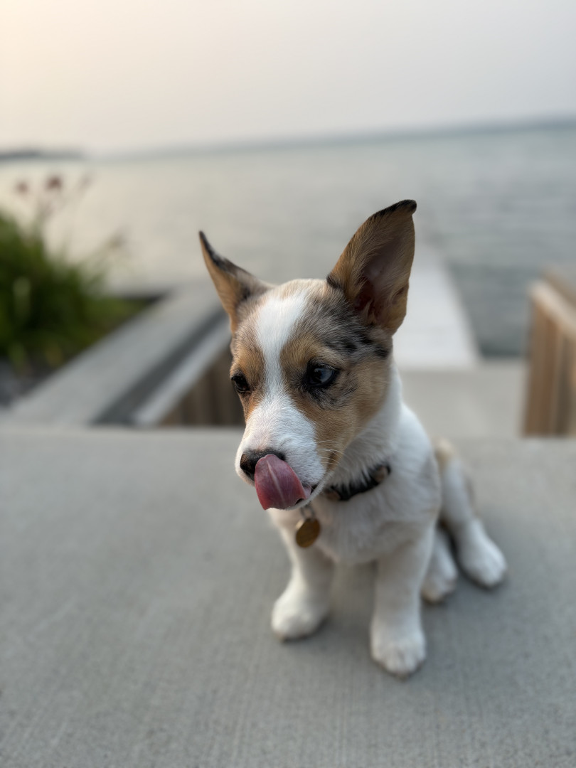 Lilo | America's Favorite Pet