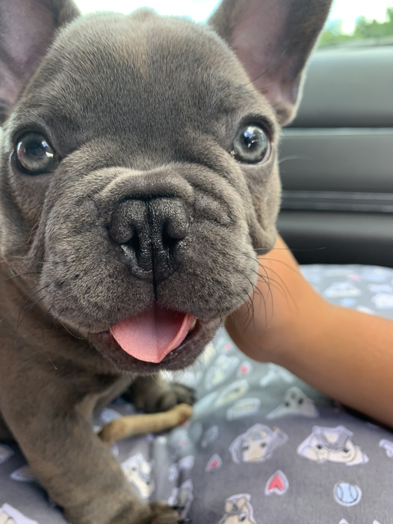 Maximus | America's Favorite Pet