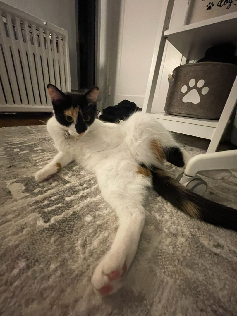 ellie | America's Favorite Pet