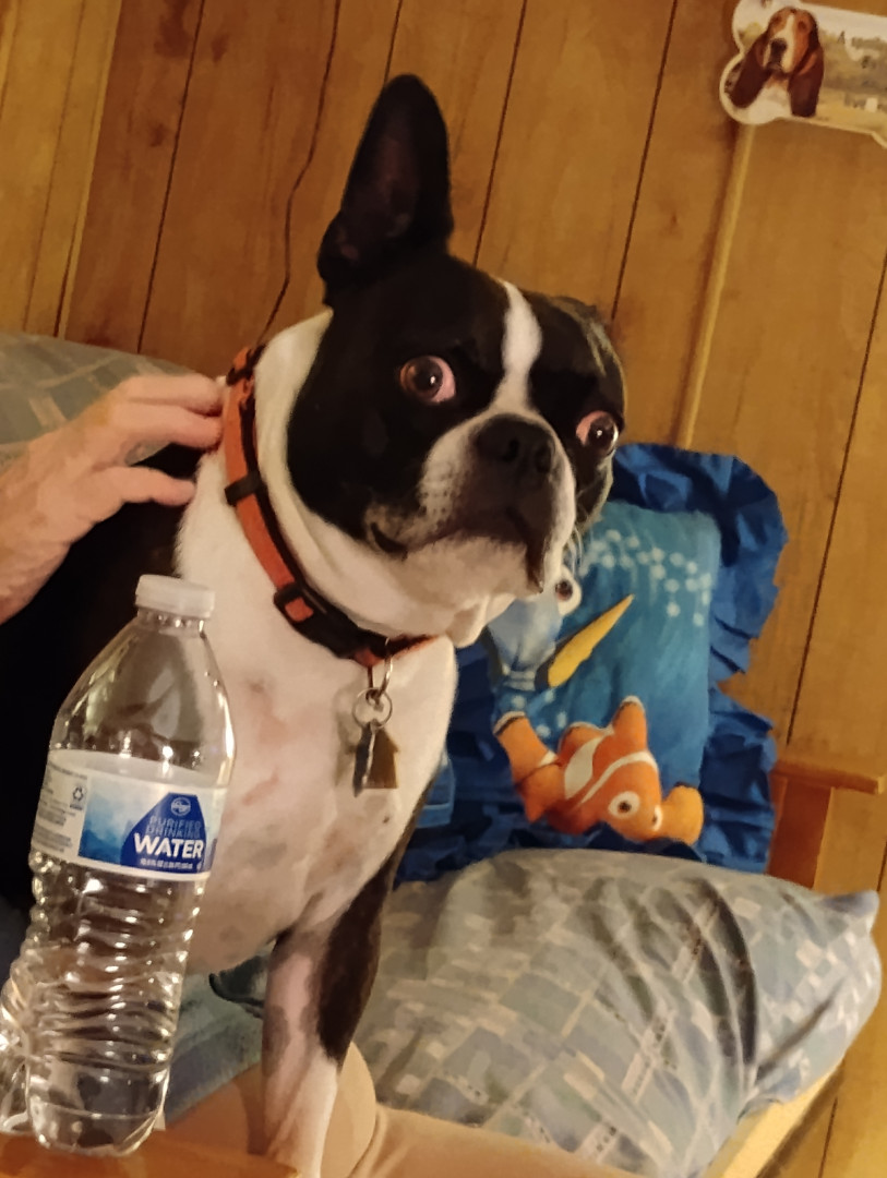 Jax | America's Favorite Pet