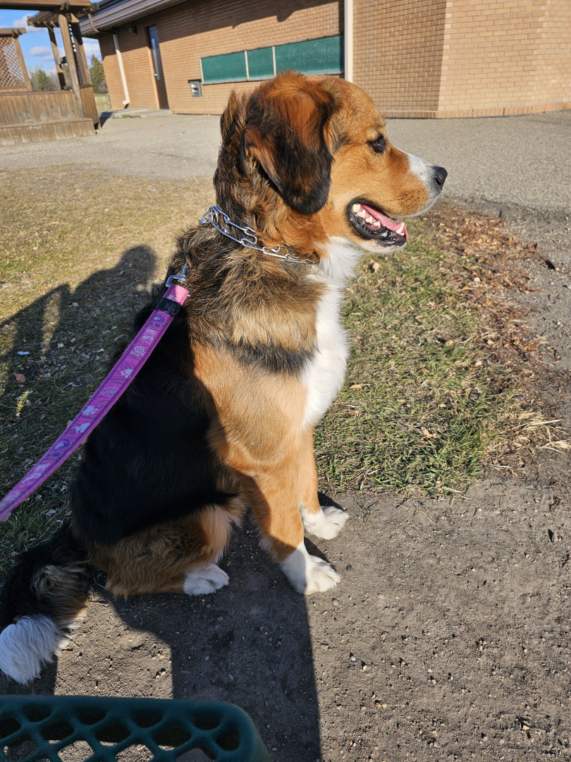 Gabi | America's Favorite Pet