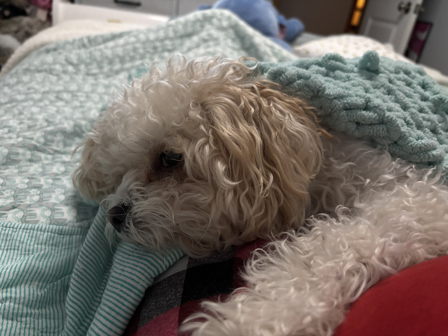 Jacko | America's Favorite Pet