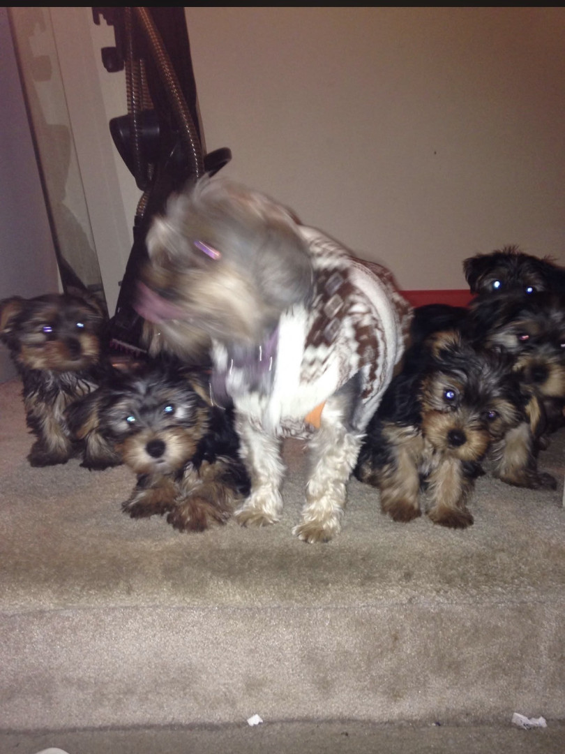 Jameson | America's Favorite Pet