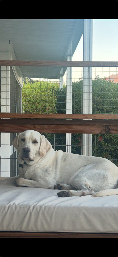 Mookie | America's Favorite Pet