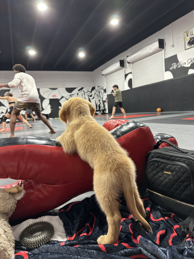 Boo | America's Favorite Pet