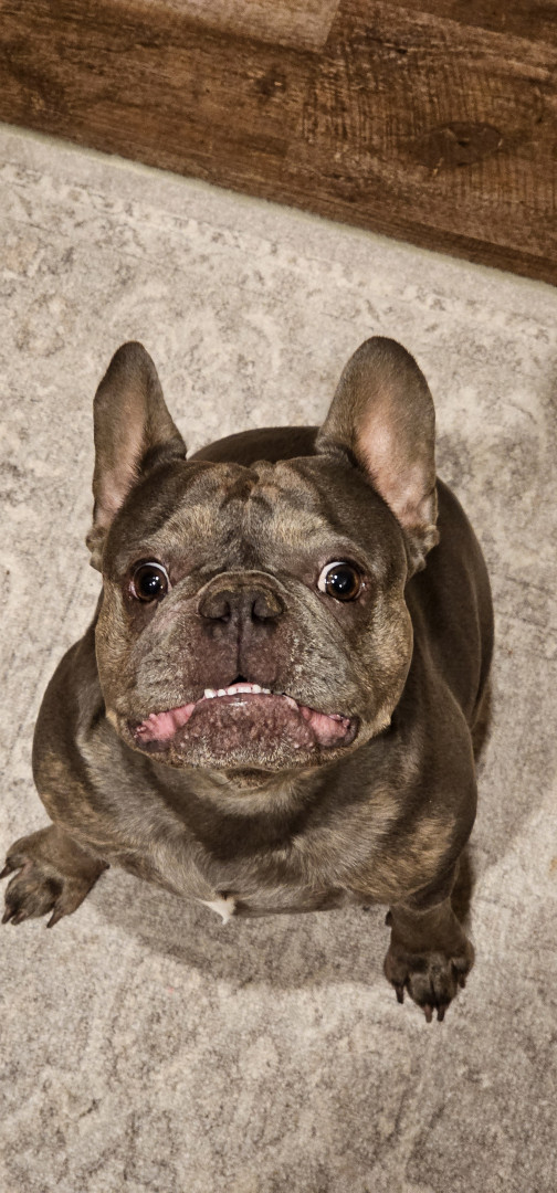 Tank | America's Favorite Pet