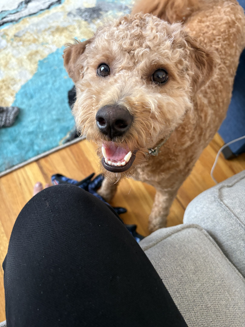 Chester | America's Favorite Pet