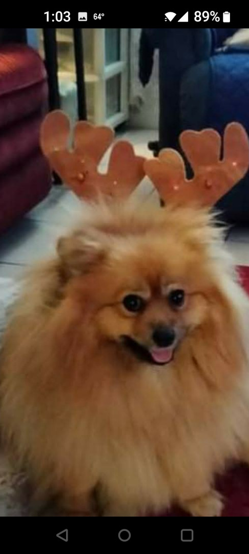 Isabel | America's Favorite Pet