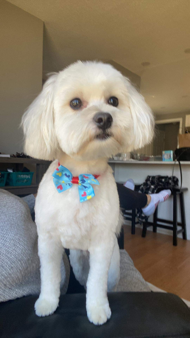 FINN | America's Favorite Pet