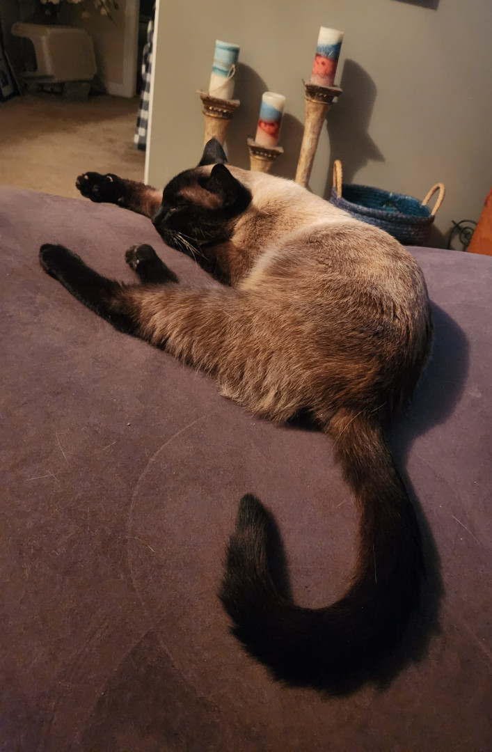 Bruno | America's Favorite Pet