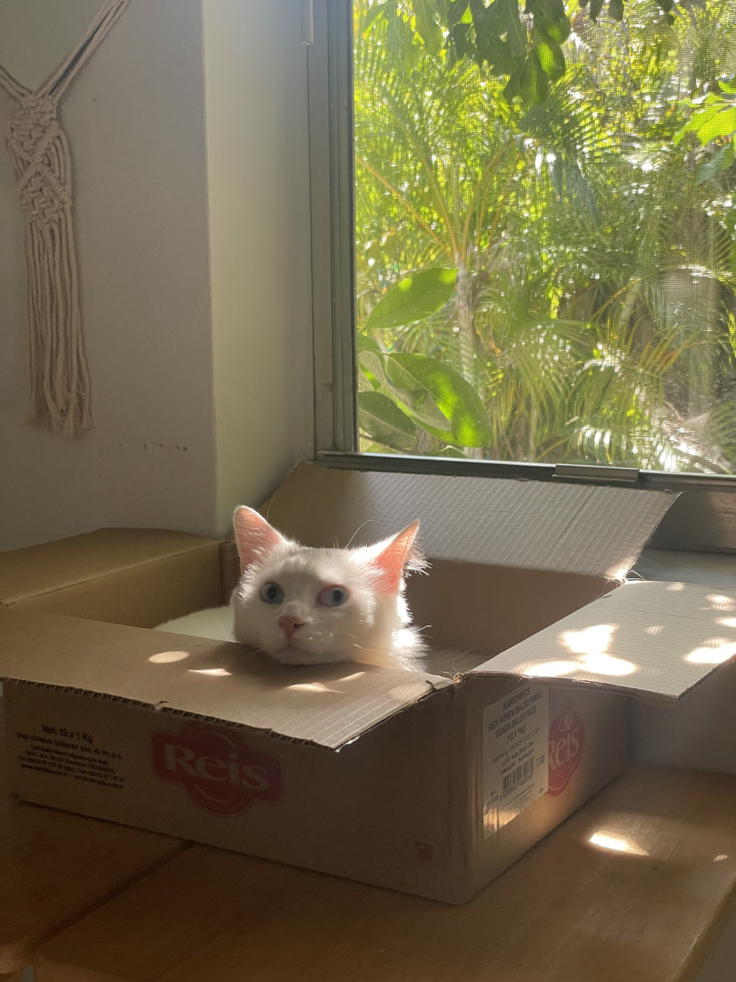 Lego | America's Favorite Pet