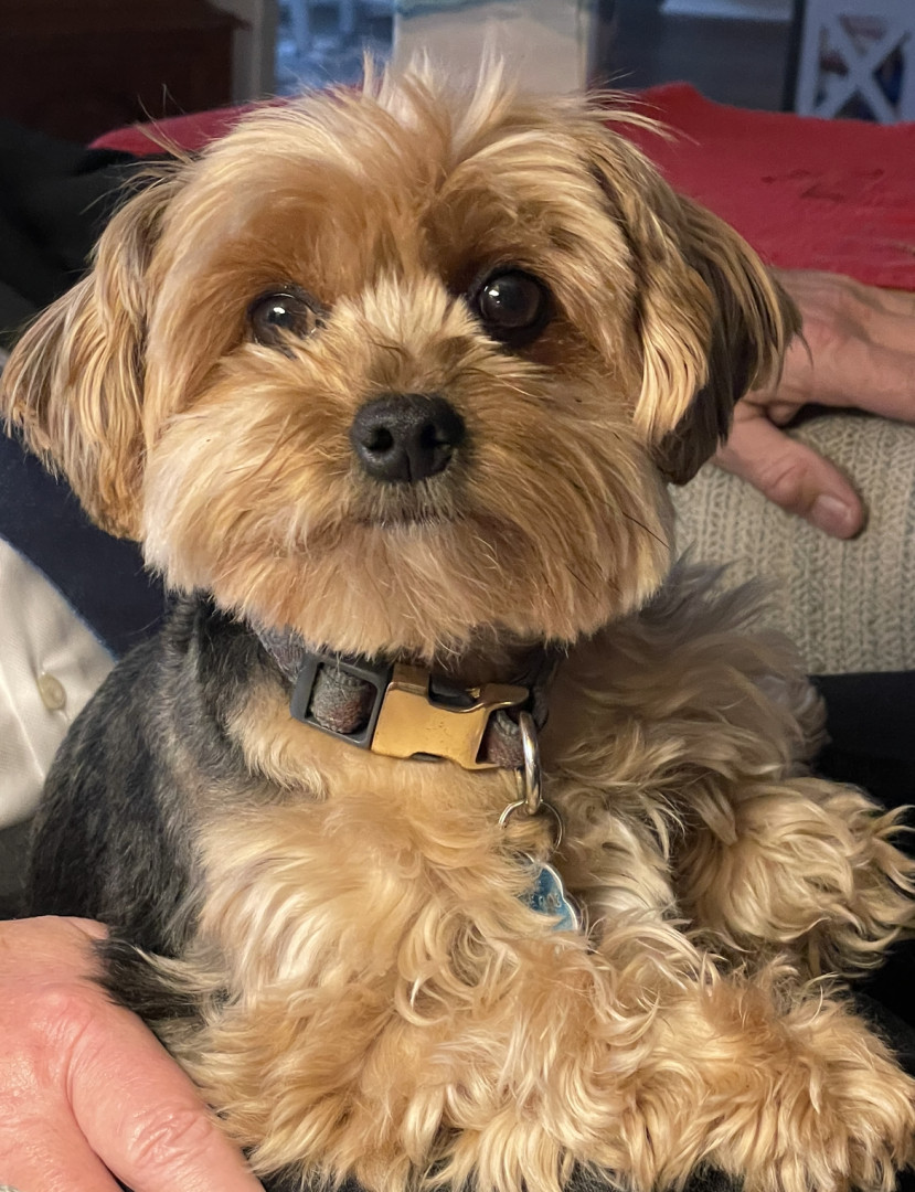 Pippa | America's Favorite Pet