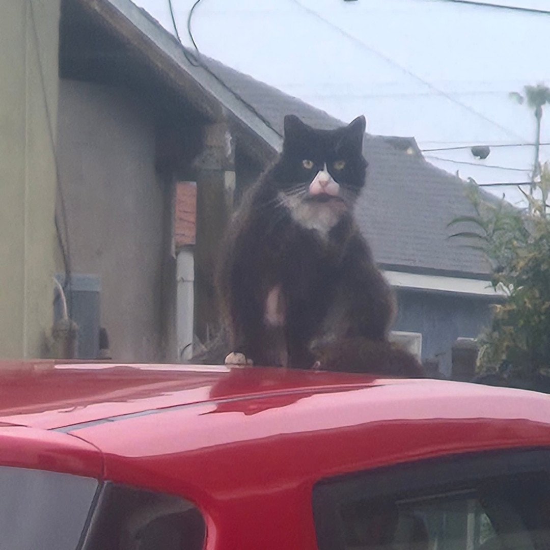 Grumpy cat | America's Favorite Pet