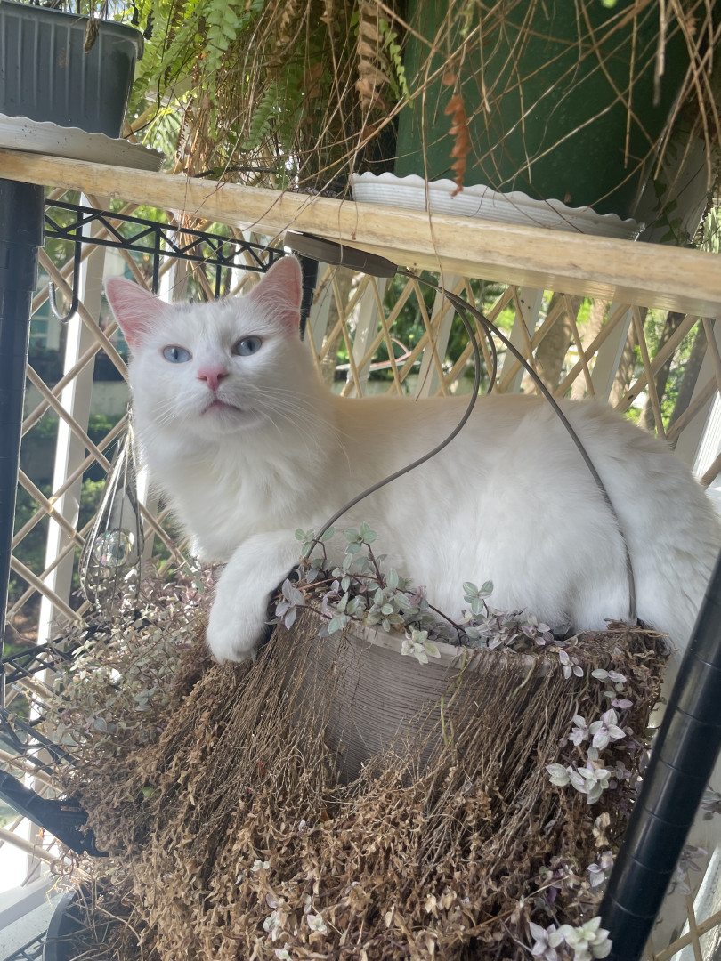 Lego | America's Favorite Pet