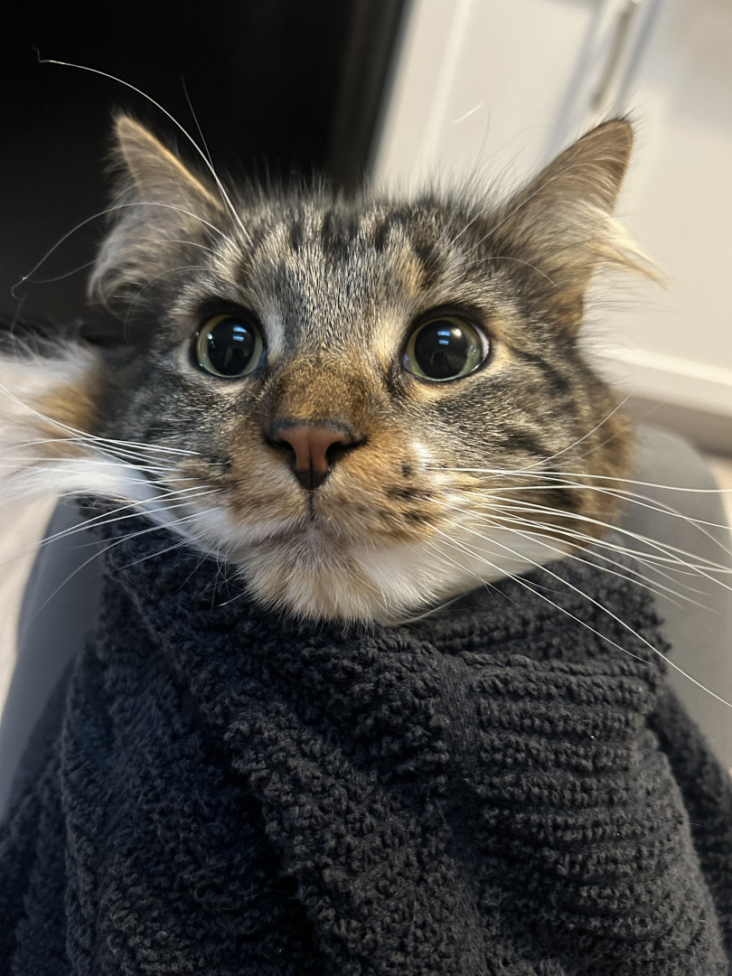 Cipher | America's Favorite Pet