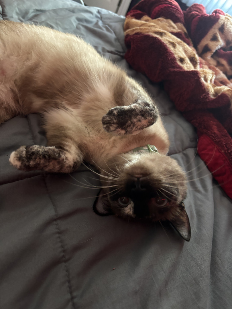 50 Cent Princess Baby | America's Favorite Pet