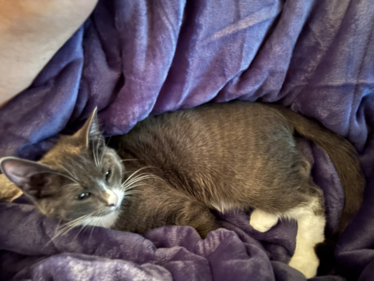 Helios | America's Favorite Pet