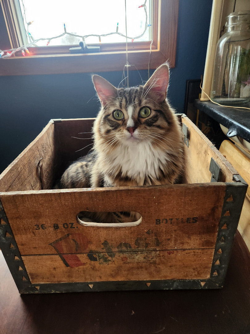 Gizmo | America's Favorite Pet