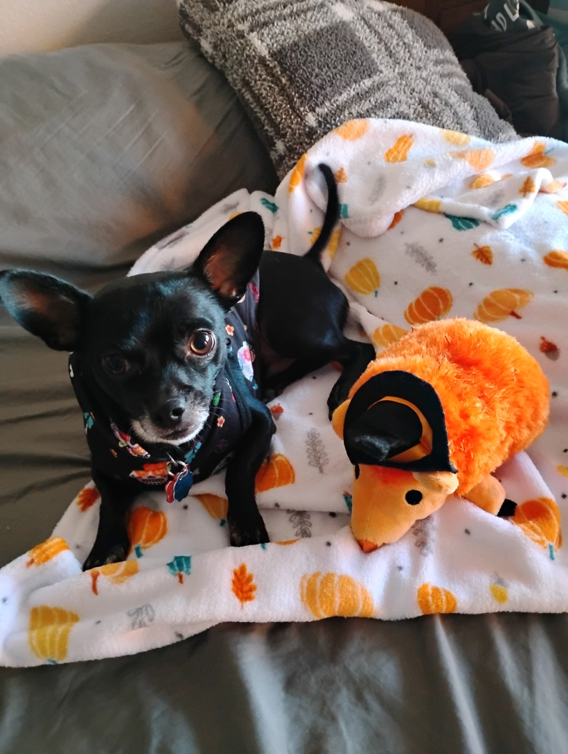 Bongo | America's Favorite Pet