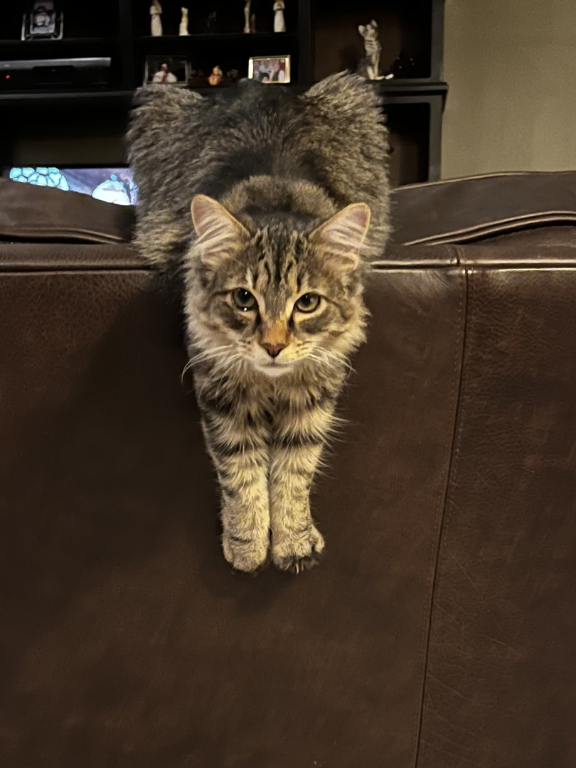 Rudy | America's Favorite Pet