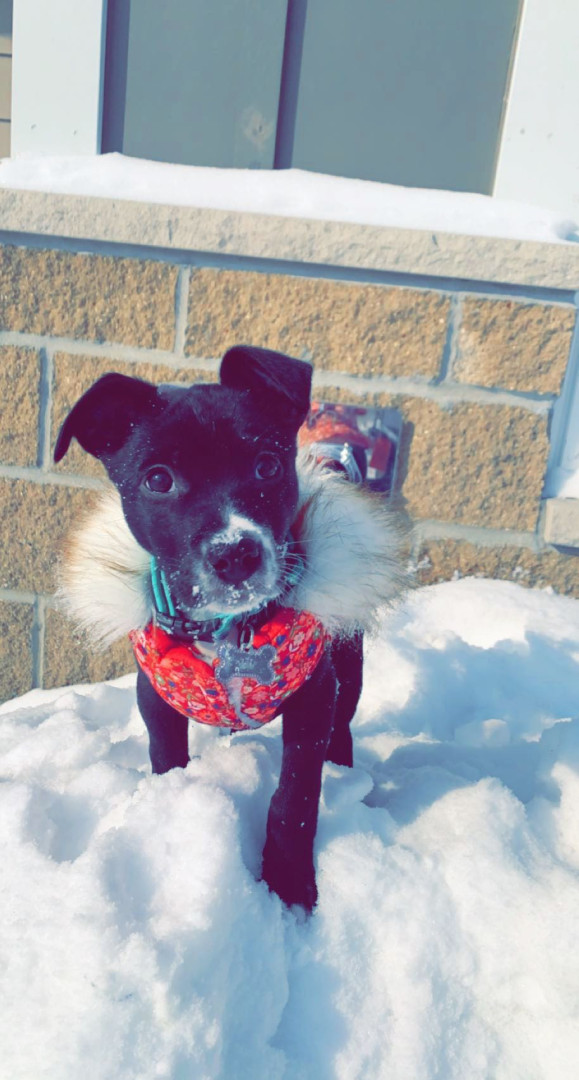 Onyx | America's Favorite Pet