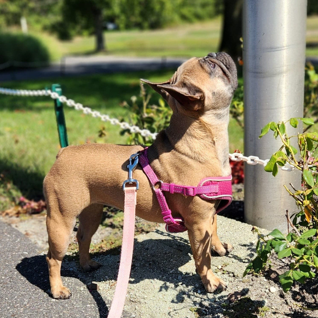 Winnie | America's Favorite Pet