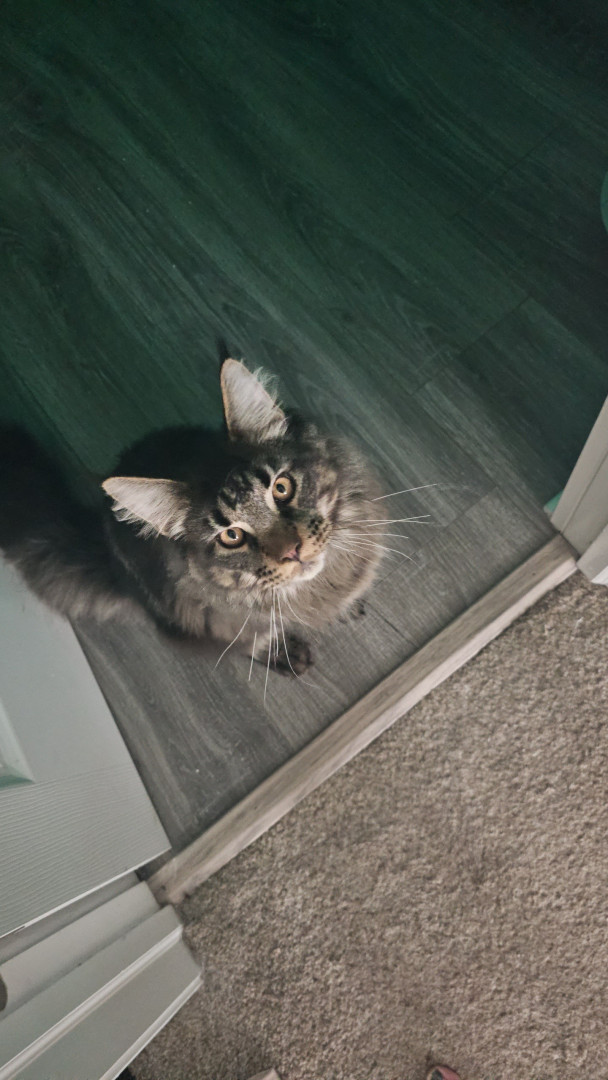 Forest Morris Burns | America's Favorite Pet